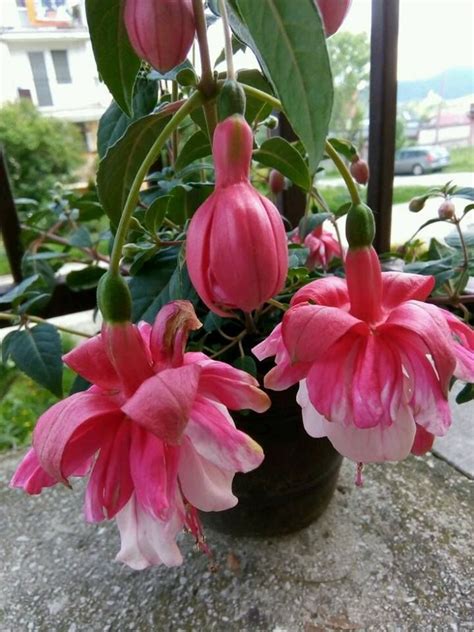 Pin by Kurier on Flowers | Beautiful flowers, Flora flowers, Fuchsia plant