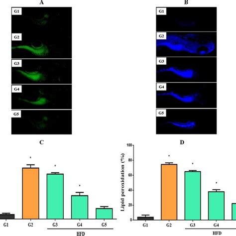A And B Representative Photomicrographs Of In Vivo Ros And Lipid