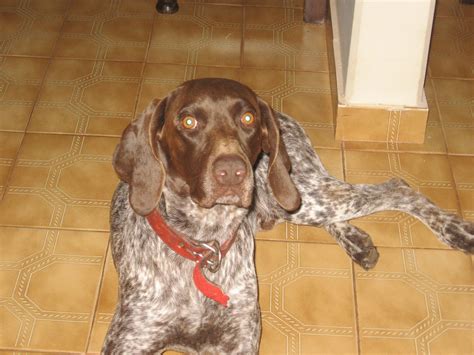 Tudo Sobre Cães Pointer Ou Braco Alemão