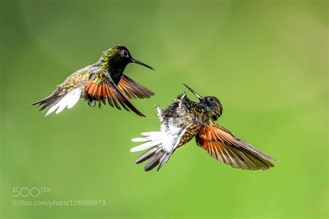 Rumble In The Jungle Hummingbird Battle Hummingbird Photos Bird