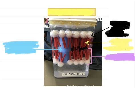 Phospholid Bi Layer Diagram Quizlet