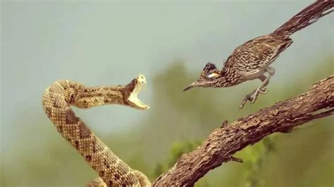 What Do Roadrunners Eat Diet And Facts