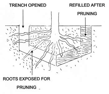 Understanding Root Pruning A Guide To Healthy Landscapes Oneilstreeservice Com