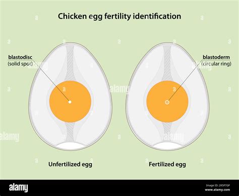 Chicken Egg Fertility Identification Fertilized Eggs Contain Blastoderm While Unfertilized