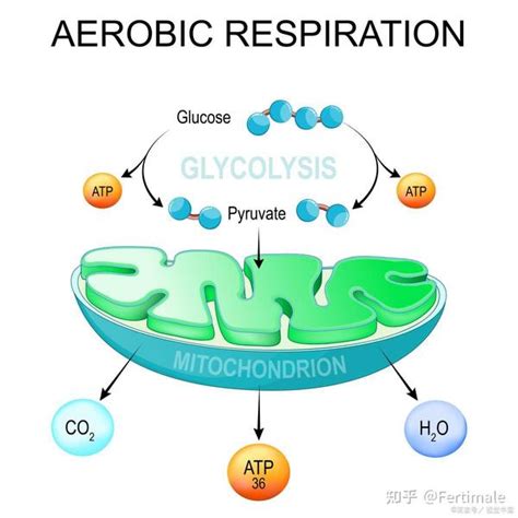 氧化应激反应如何导致精子碎片率的发生？ 知乎