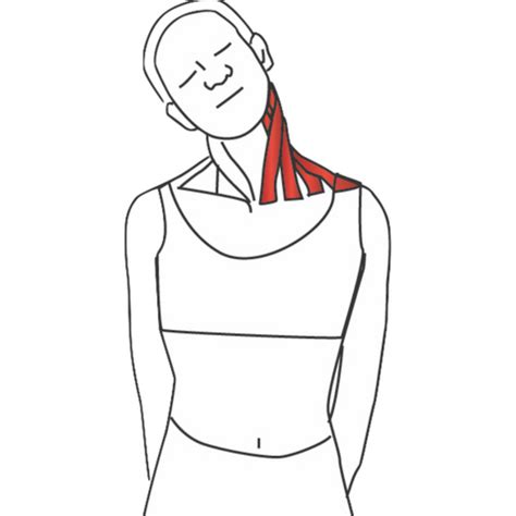 Trigger Point Release For Sternocleidomastoid Scm Artofit