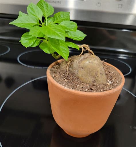 Ghost Bonchi Is Coming Along Beautifully R Bonchi