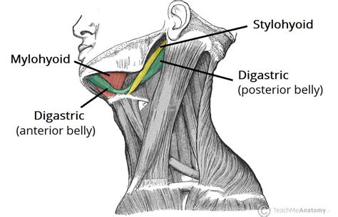 Pelvic Urinary Organs Ureters Bladder And Urethra Anatomy