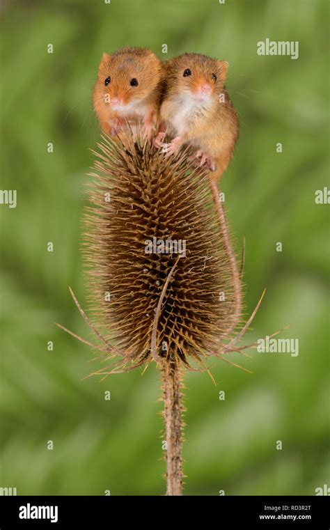 Super Cute Harvest Mice Harvest Mice Are The Smallest Native Mammal In