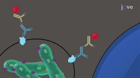 Timeline Of Complex Intracellular Structure Discovery