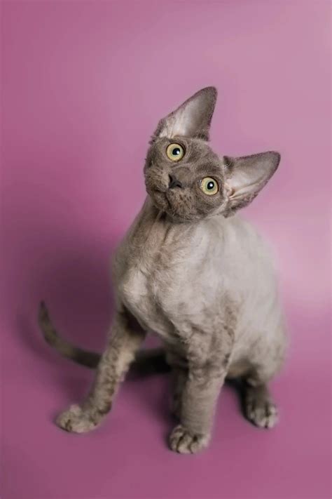 Adopt Ben Your Playful Devon Rex Kitten