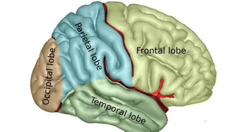 Uncus Structure And Functions Of This Part Of The Brain 2025