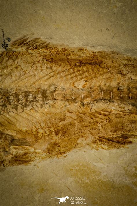 Large Tharsis Dubius Fish Fossil Jurassic Solnhofen Jurassic