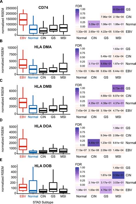 expression of the invariant chain and mhc class ii like genes in gc