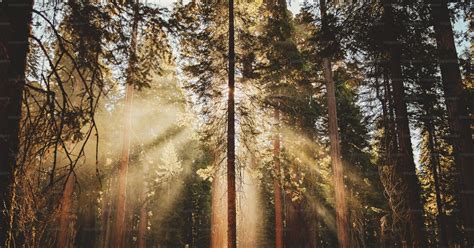 태양은 숲의 나무 사이로 빛나고 있습니다 사진 Unsplash의 광 이미지