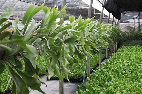 Uni Green Inc
