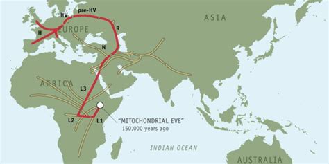 Haplogroup H My Branch On The Mtdna Tree Mitochondrial Eve Human