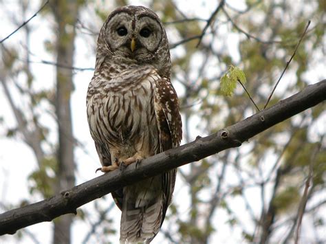 They Want To Cull Barred Owls Again Outside My Window
