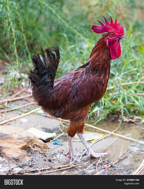 Male Rooster Cock Image And Photo Free Trial Bigstock