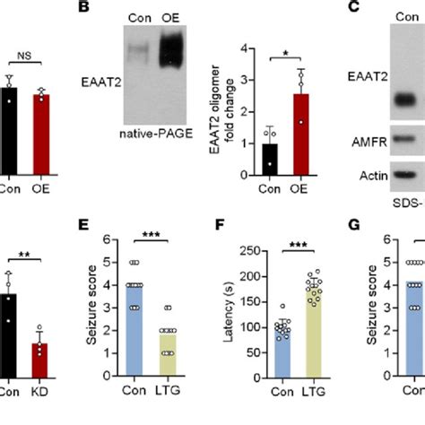 The Antiepileptic Effects Of Amfr Expression In The Download