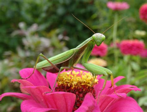 Beneficial Pests 6 Good Bugs For Your Garden
