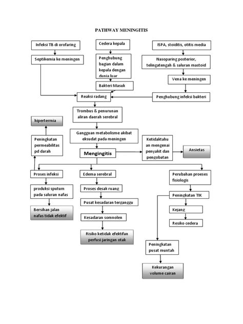 Pathway Meningitis Pdf