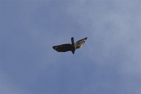 Ebird Checklist 17 Feb 2023 Marcos Highway Infanta Ph Quezon 14