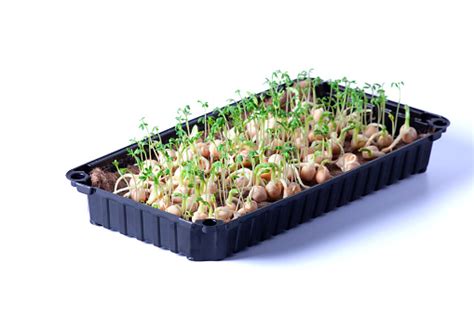 씨앗과 뿌리가 있는 완두콩 마이크로그린의 클로즈업 싹이 트는 마이크로 그린 집에서 종자 발아 비건과 건강한 식생활 개념 싹이 튼 완두콩 씨앗 마이크로 그린 성장하는 콩나물