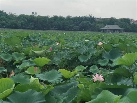 惊艳！东莞桥头300亩荷花怒放，赶紧约起来吧