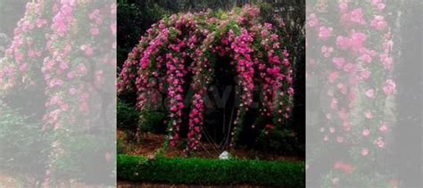 Роза розовая жемчужина купить в Черкесске | Товары для дома и дачи | Авито