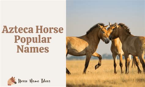 250 Azteca Horse Names With Meanings