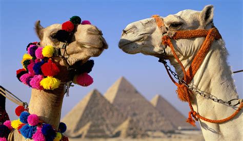 Отдых с детьми в Египте описание курортов выбор места отдыха Портал Кидпассаж