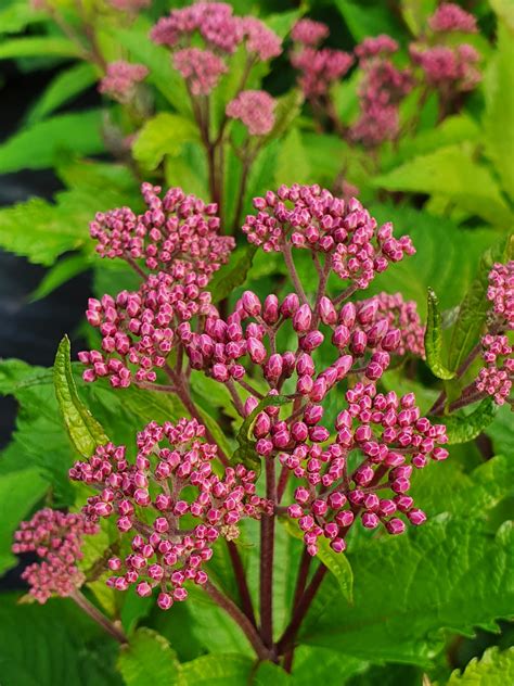 Eupatorium Purpureum Ruby Established Eupatorium Proctors Nursery