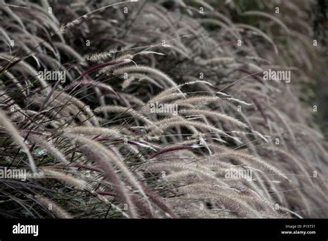 Soft Grasses Line The Path To The Summit At Castillo Hidalgo In