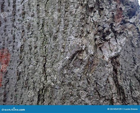 Texture Of A Tree Trunk Skin Stock Image Image Of Macro Pattern