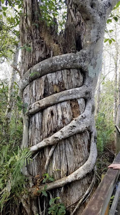 468 Best Tree Hugger Images On Pholder Mybabepony Mildlyinteresting And Aww