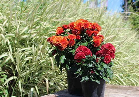 What Are The Different Types Of Mums Bachman S