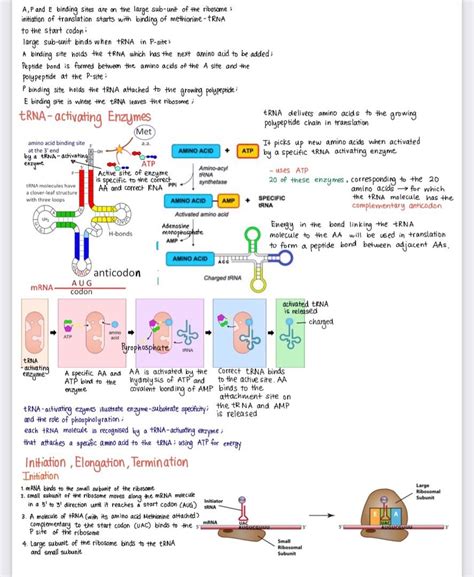Ib Hl Sl Biology Notes Level 7 Hobbies And Toys Books And Magazines Assessment Books On Carousell