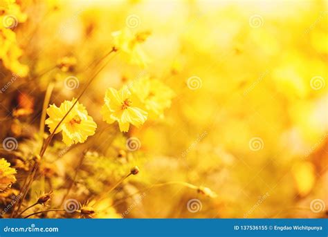 Yellow Nature Wallpaper