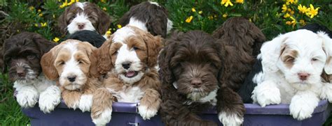 Mini Labradoodle Negro Adulto Labradoodle History Labradoodle