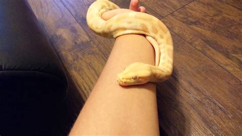 Albino Dwarf Burmese Python Update 2 Youtube
