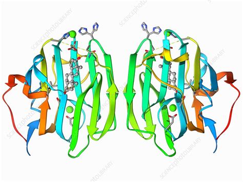 Sex Hormone Binding Globulin Molecule Stock Image F0069281