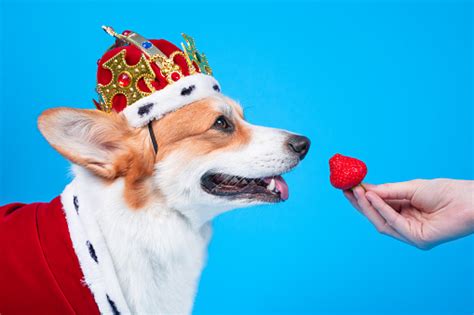 소유자는 푸른 배경에 육즙 잘 익은 딸기를 먹고 광고 텍스트에 대한 공간을 복사하는 보석으로 빨간 왕실 맨틀과 왕관에 사랑스러운