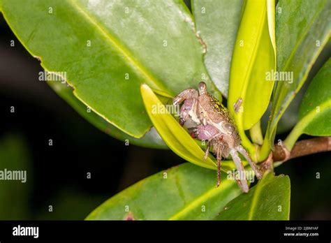 Islamorada Florida In The Keys Mangrove Tree Crab Aratus Pisonii Is A Scavenger And