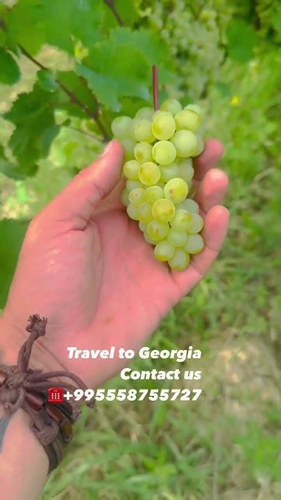 ვენახი🍇 Wineyard 🇬🇪 Blogger Travel Wine Best 🍷 Kavkaz Nature Vlog Lifestyle Youtube