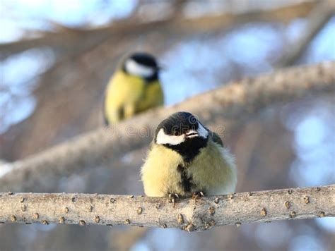 Birds Stock Image Image Of Brown Forest Branch Cold 49267181