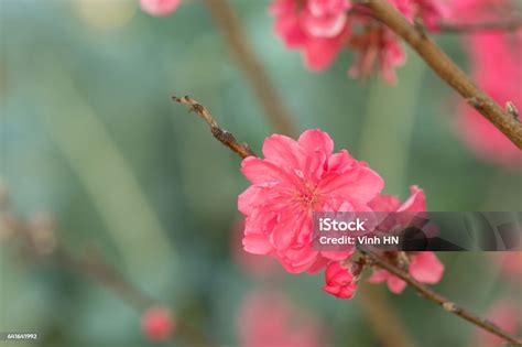 Bunga Persik Di Pohon Bunga Persik Adalah Simbol Tahun Baru Imlek Vietnam Liburan Tet Di Utara
