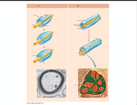 Schwann Cells Diagram Quizlet