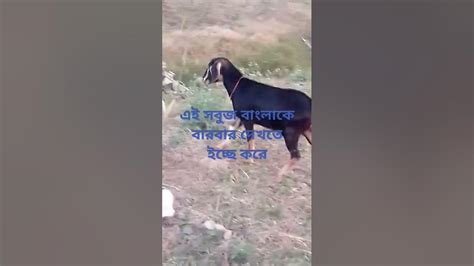 এই সবুজ বাংলাকে বারবার দেখতে ইচ্ছে করে Youtube