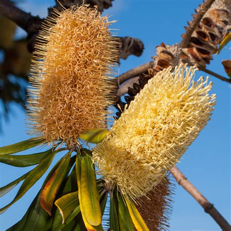 Banksia Integrifolia Coast Banksia Pikirangi Online Garden Centre